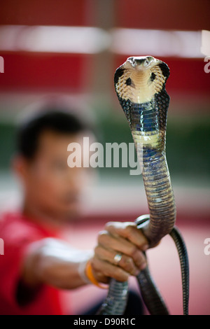 Cobra snake tourist attraction on Marrakesh square, Morocco Stock Photo ...
