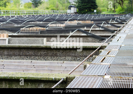 Hatchery ponds at Bonneville Fish Hatchery. Cascade Locks, Oregon Stock ...