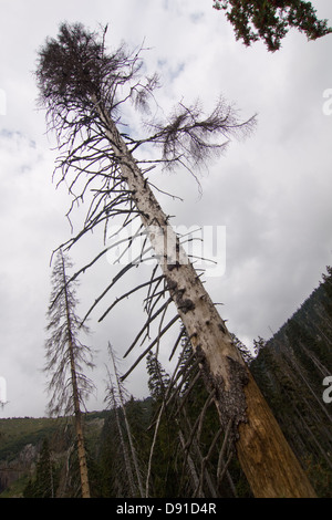 Dead Fir Tree (Picea abies), stem and branchs covered in lichen, May ...