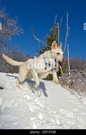 Happy german shepherd dog in studio at Christmas Stock Photo - Alamy