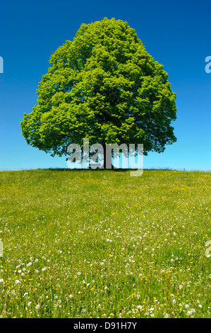 single old big linden tree at spring Stock Photo - Alamy
