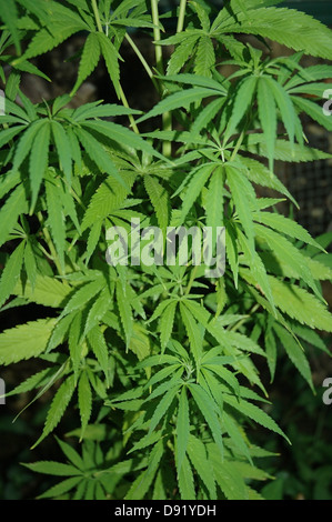 cannabis marijuana plant detail Stock Photo - Alamy