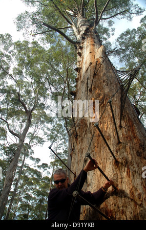 The Diamond Tree, a giant Karri tree (Eucalyptus diversicolor) formerly ...