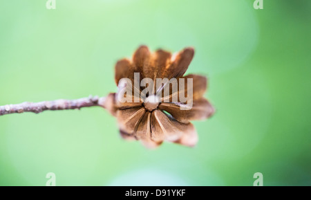 The seed pod from the Tulip Tree or Yellow Poplar as it had dropped its ...