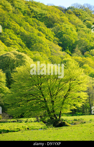 Gwaun Valley Fishguard Pembrokeshire Wales Stock Photo - Alamy