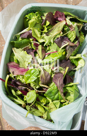 Closeup of Wasted food in a compost bin rotting with worms soil and ...