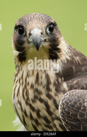 Bird Of Prey at Welsh Hawking Centre Stock Photo - Alamy