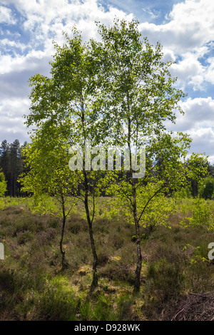Three 3 young silver birch trees planted on a manicured green grass ...