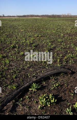 Prairie plants growth after burning Ohio restored prairie Stock Photo ...