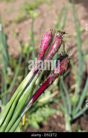 Spring onions grown in vegetable garden plots, Organically grown onions ...