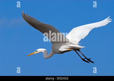 Great egret (Ardea alba) flying over the Tolomato River Boardwalk at ...