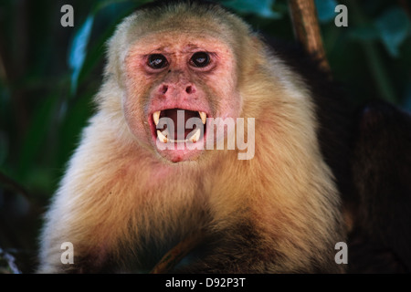 Portrait of an aggressive white-faced capuchin monkey, Cebus capucinus ...