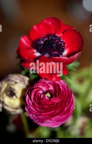 bouquet of anemone flowers Stock Photo - Alamy