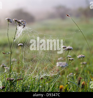 Close-up view of dewdrops on fresh grass blades in a sunlit forest ...
