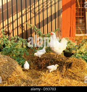 hen with chickens on the farm Stock Photo - Alamy