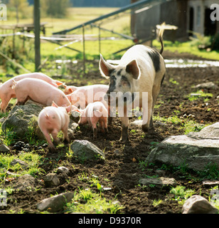 Pigs at a farm, Sweden Stock Photo - Alamy
