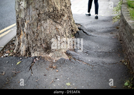 pavement cracking from tree roots Stock Photo: 118883007 - Alamy