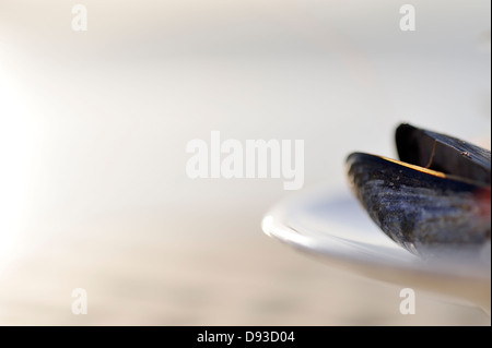 Clam, Bohuslan, Sweden Stock Photo - Alamy