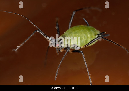 A plant-louse, close-up, Sweden Stock Photo - Alamy