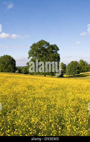 Wild buttercup fields in Hampshire (U.K Stock Photo - Alamy