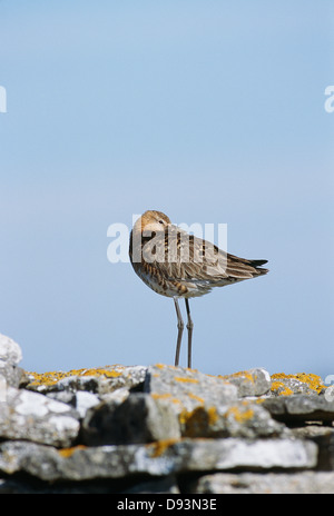 Black-tailed godwit standing on one foot, resting on the bank of a ...