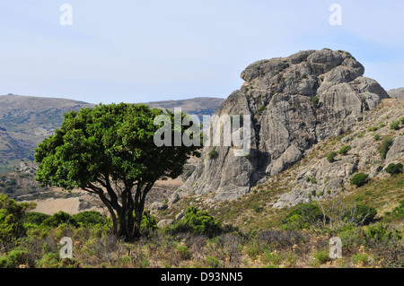 Italy, Sardinia, Barbagia, Gennargentu mountains, Aritzo, local view ...
