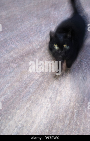 cat black prowling Stock Photo - Alamy