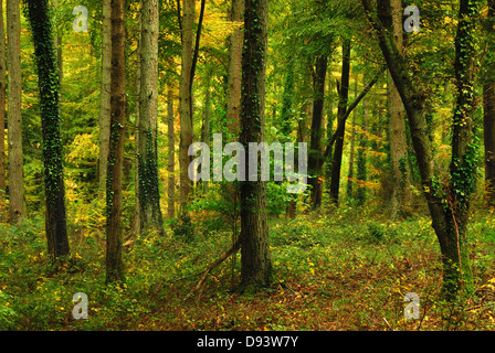 A view of Puddletown Forest Dorset Stock Photo - Alamy