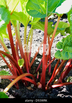 Rhubarb growing in vegetable patch Stock Photo - Alamy