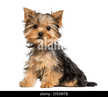 side view of cute yorkshire terrier standing isolated on white ...