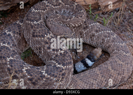 Western Diamondback Rattlesnake, Sonoran Desert, Arizona Stock Photo ...