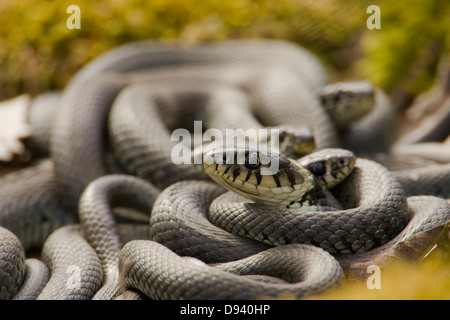 THE SNAKE PIT Stock Photo - Alamy