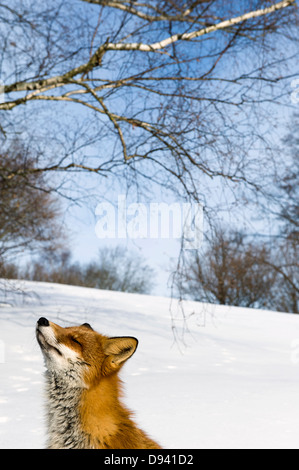 red fox looking up Stock Photo - Alamy