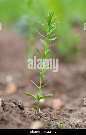 Young Linseed Plants Picture Stock Photo - Alamy