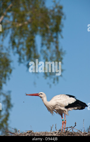 Stork, Skane, Sweden Stock Photo - Alamy
