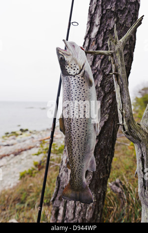 Dead fish hanging on tree Stock Photo - Alamy