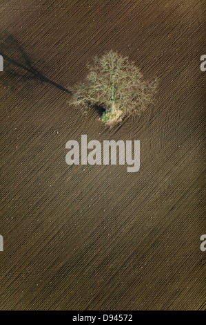 Old tree on a cropland, Gotland, Sweden Stock Photo - Alamy