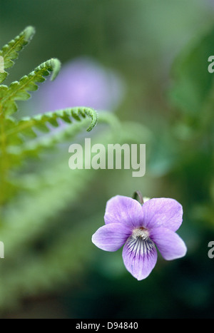 A close-up image of Viola riviniana, commonly known as the dog violet ...