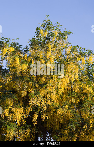 yellow laburnum flowers in sunlight. Yellow clusters of laburnum ...