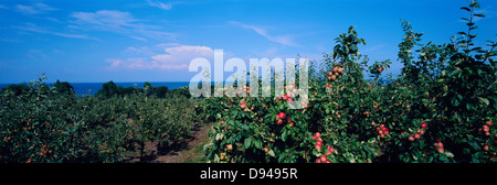 Apple-tree, Skane, Sweden Stock Photo - Alamy