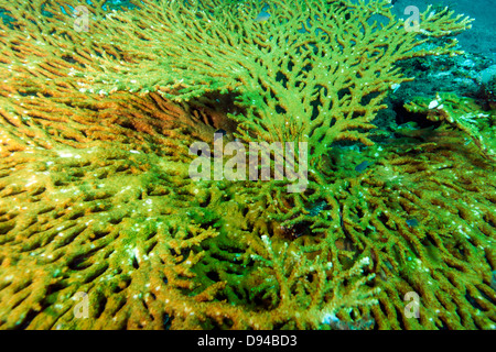Small polyp stony coral (Acropora) . Dive site Mangrove Bay, El Quesir ...