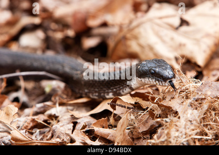 tongue black rat snake Stock Photo - Alamy