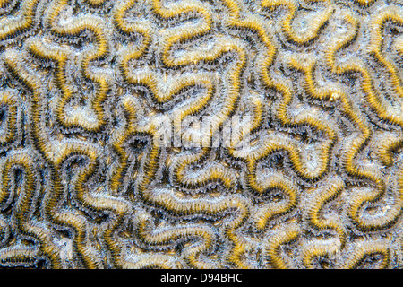 Colpophyllia natans, known as boulder brain coral and large-grooved ...