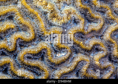Colpophyllia natans, known as boulder brain coral and large-grooved ...