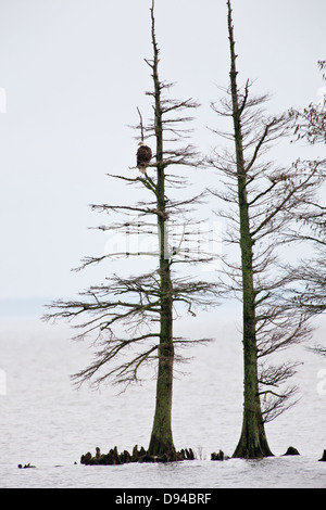 White-tailed eagle on a tree in winter. Bird of prey on a tree Stock ...
