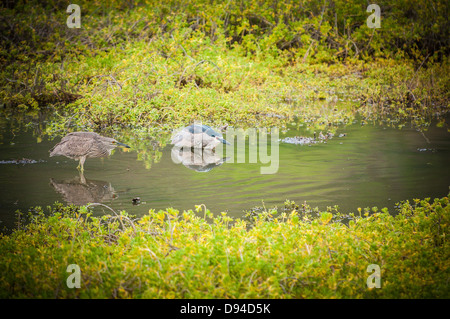 Heron ('Auku'u) fishing, Hamakua Marsh Bird Refuge, Kailua, Oahu ...