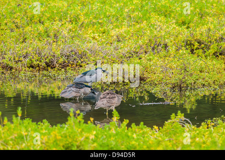 Heron ('Auku'u) fishing, Hamakua Marsh Bird Refuge, Kailua, Oahu ...