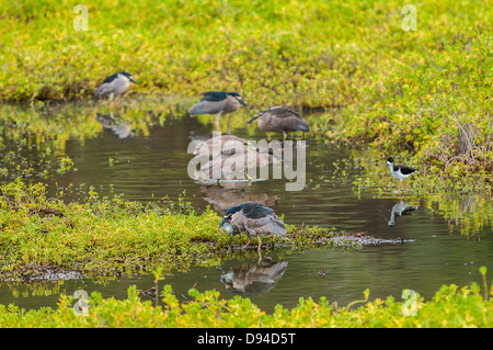 Heron ('Auku'u) fishing, Hamakua Marsh Bird Refuge, Kailua, Oahu ...