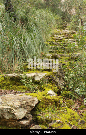 The outside stone steps covered with moss Stock Photo - Alamy