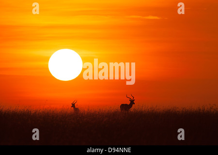 Two Impala in backlit grass in Kruger National park, South Africa ...